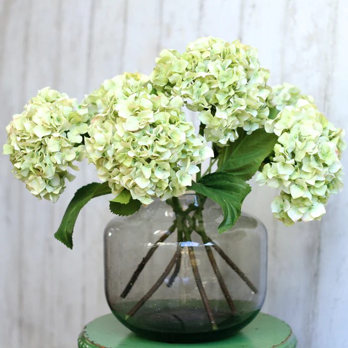 GREEN DRIED HYDRANGEA